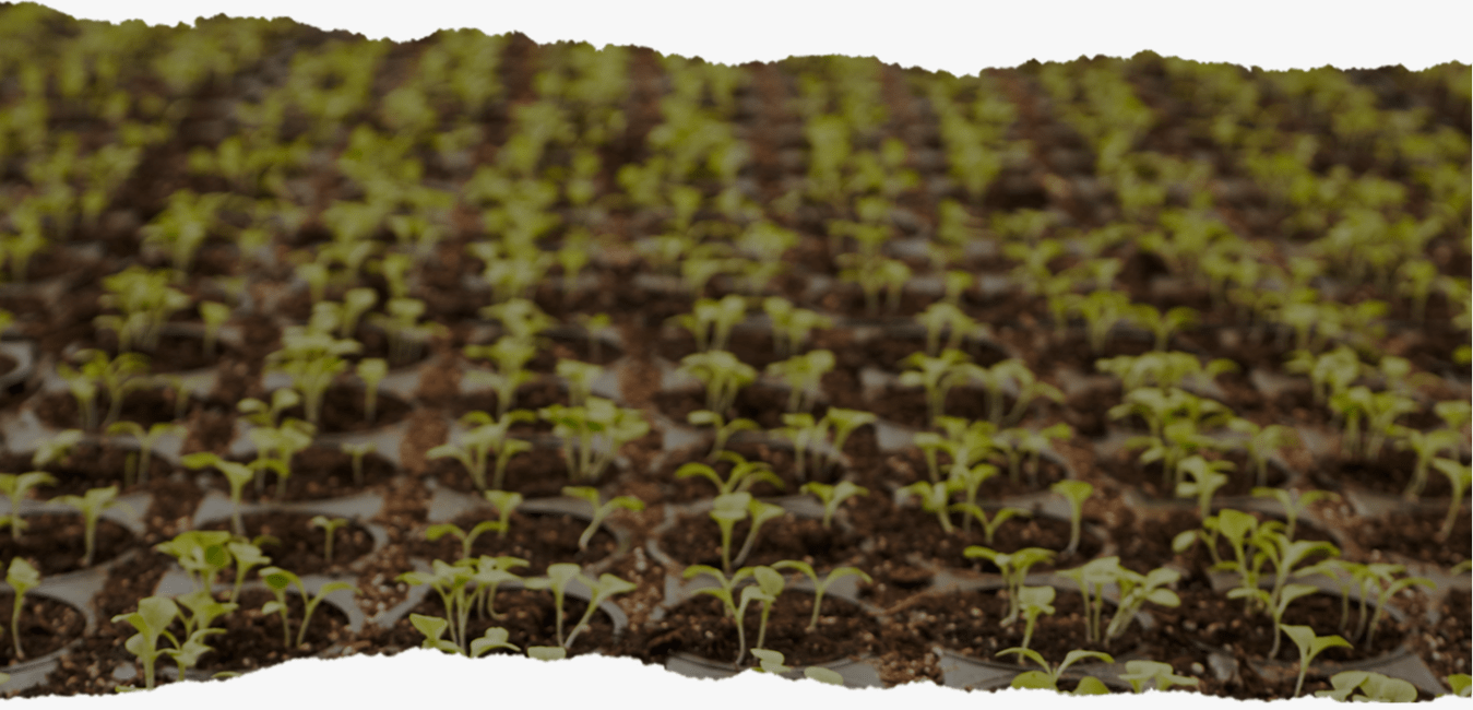 Kentucky Hemp Works | Kentucky Grown Hemp Products | Crofton, KY