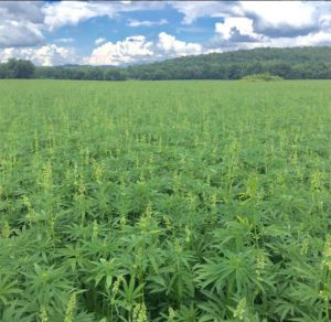 Hemp - Kentucky Hemp Works